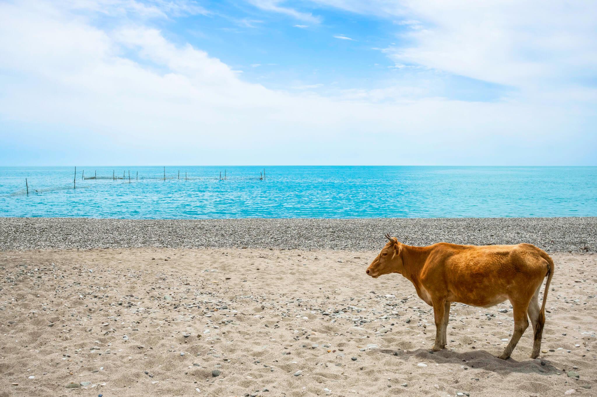 chilling cow Kunstdruck Abchasien Kuh am Strand